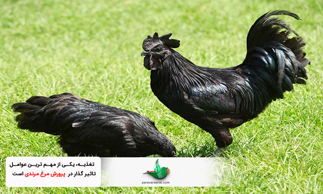 شناخت 0 تا 100 مرغ مرندی+ [ پرورش مرغ مرندی به صورت ساده ]